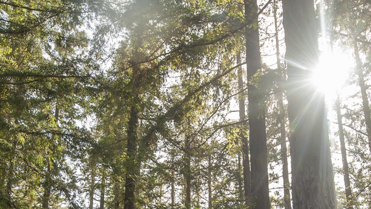 UC Davis Annual Remembrance Ceremony | UC Davis Leadership